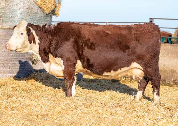 2024 OSF Tag Sale Catalogue by OSheaFarms - Issuu