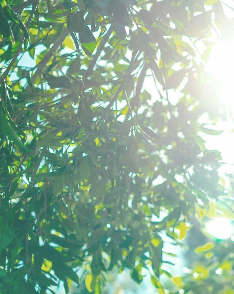 PLAZOLE / USTAY - URIBE SCHWARZKOPF by uribe.sch - Issuu