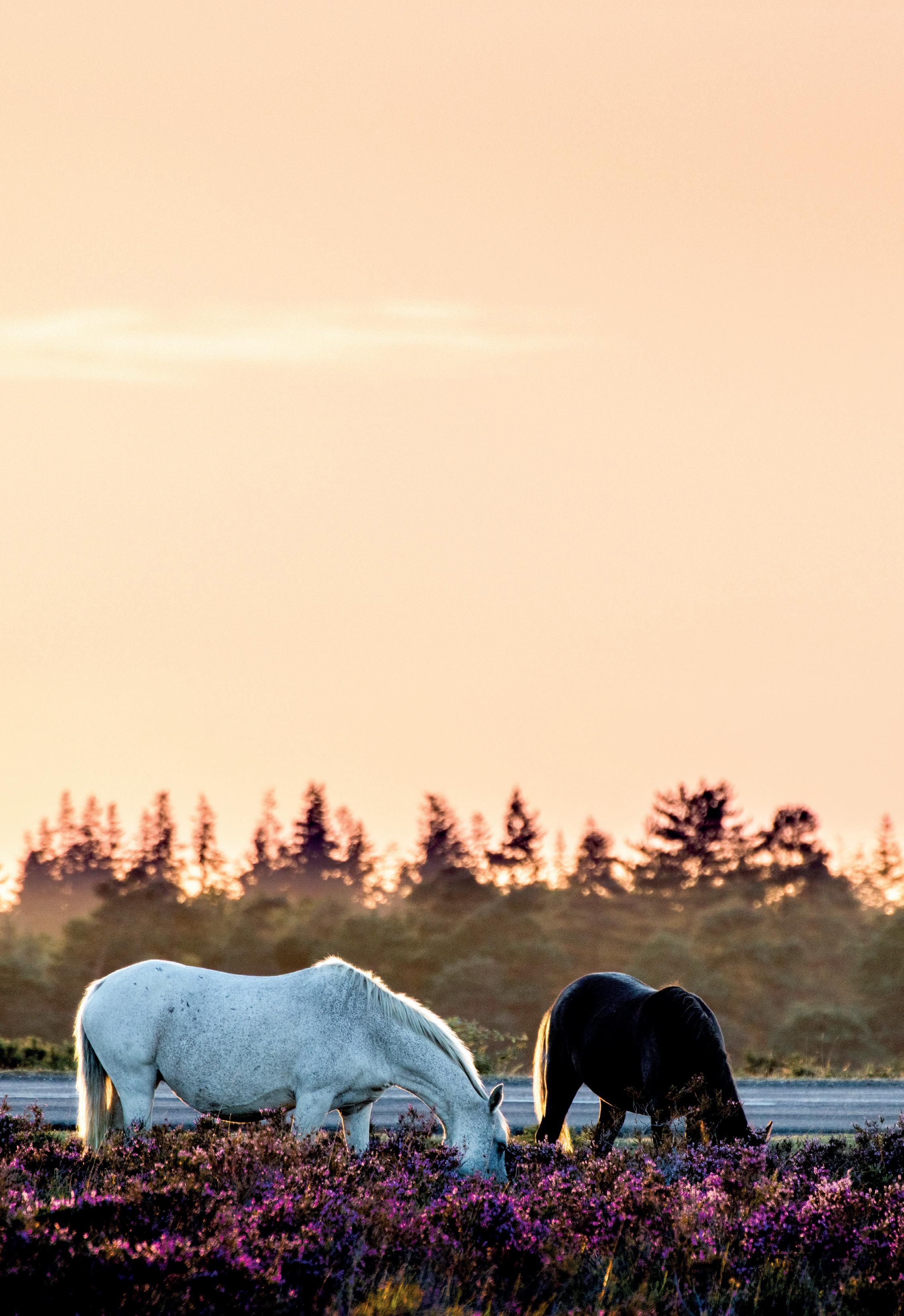 2024 Hoburne Bashley Ownership by Hoburne Holidays - Issuu