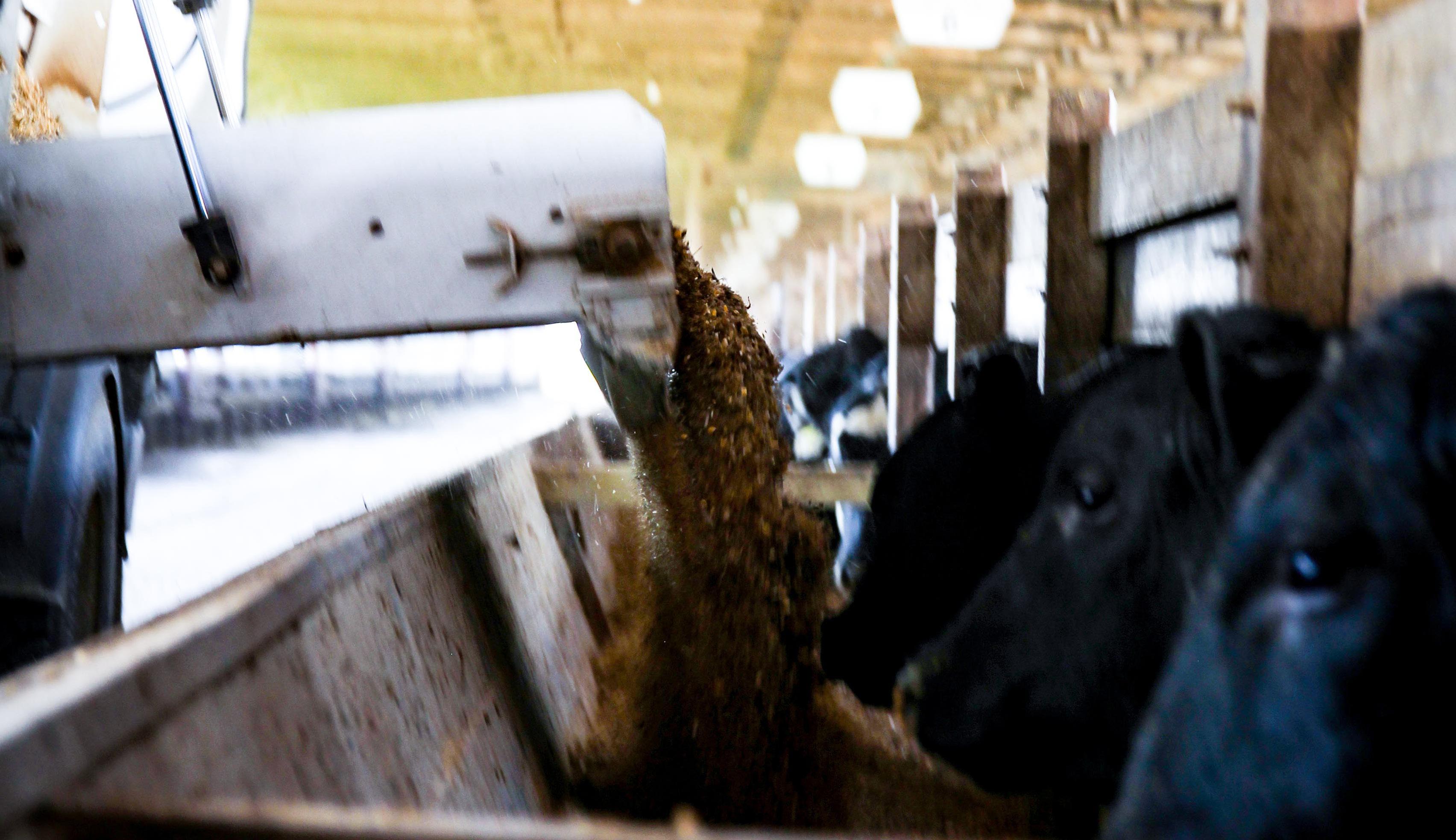 Illinois Beef March/April 2024 by Illinois Beef/Illinois Angus News/The ...