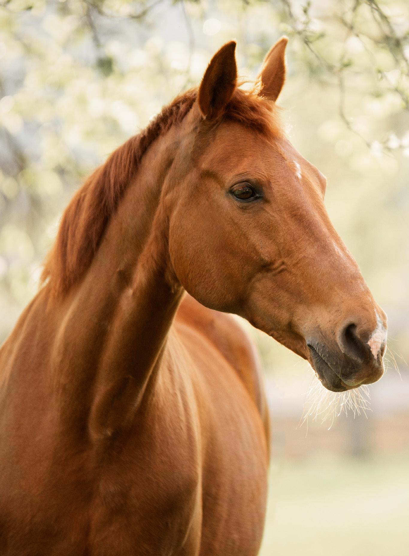 CATALOGUE ÉQUIN by Husse France - Issuu