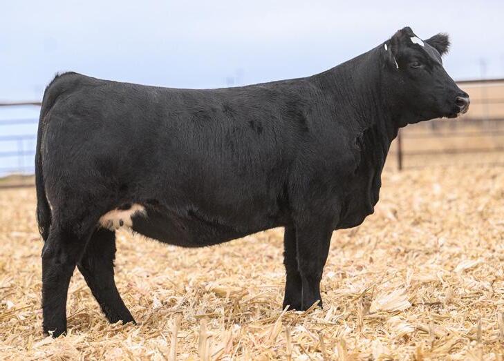 2024 Ruda Cattle Bull Sale by Jennie Jae Designs - Issuu