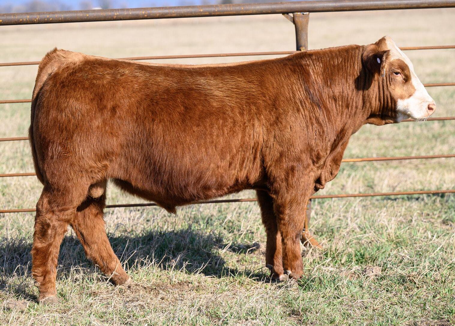 2024 Ruda Cattle Bull Sale by Jennie Jae Designs - Issuu