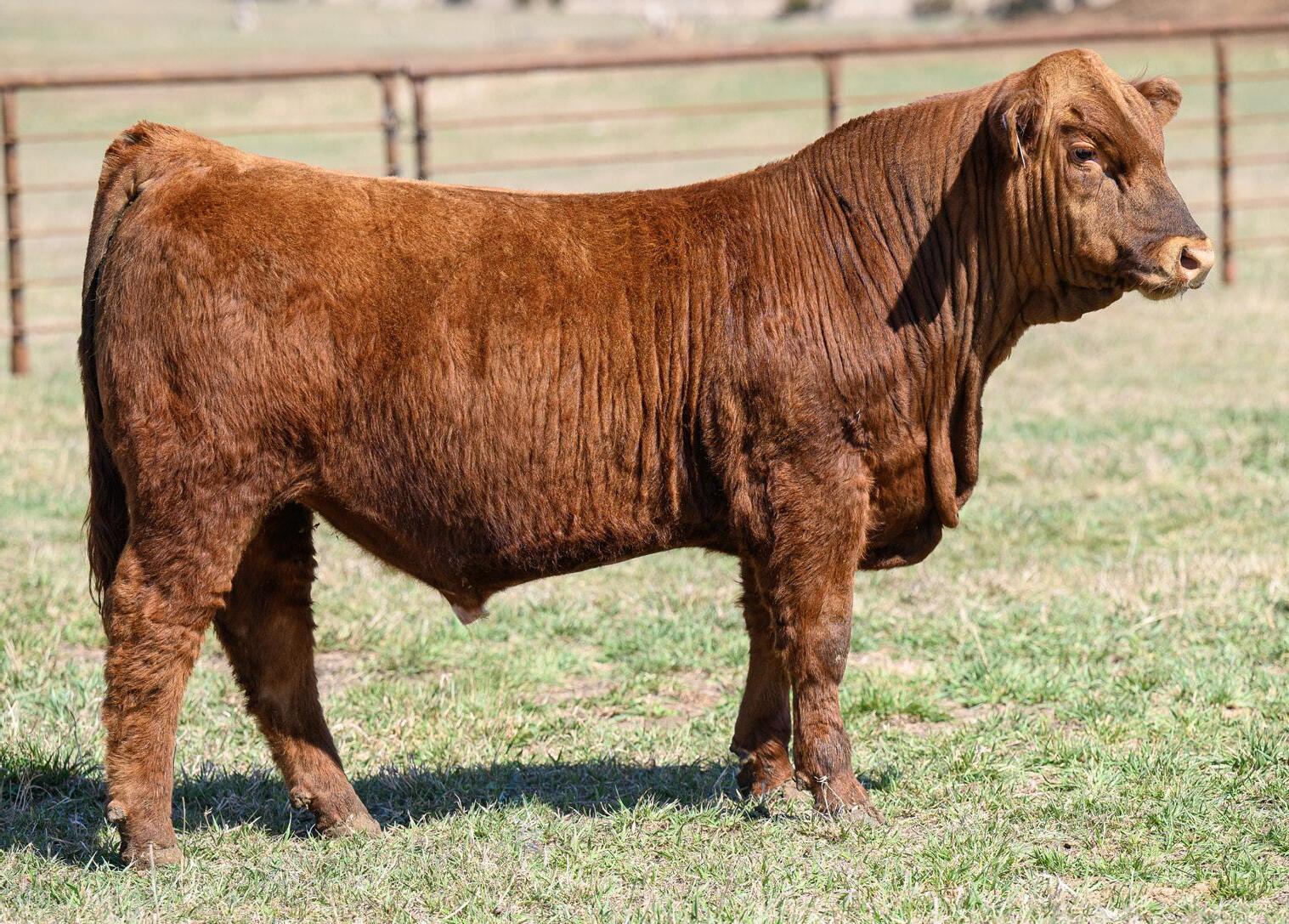 2024 Ruda Cattle Bull Sale by Jennie Jae Designs - Issuu