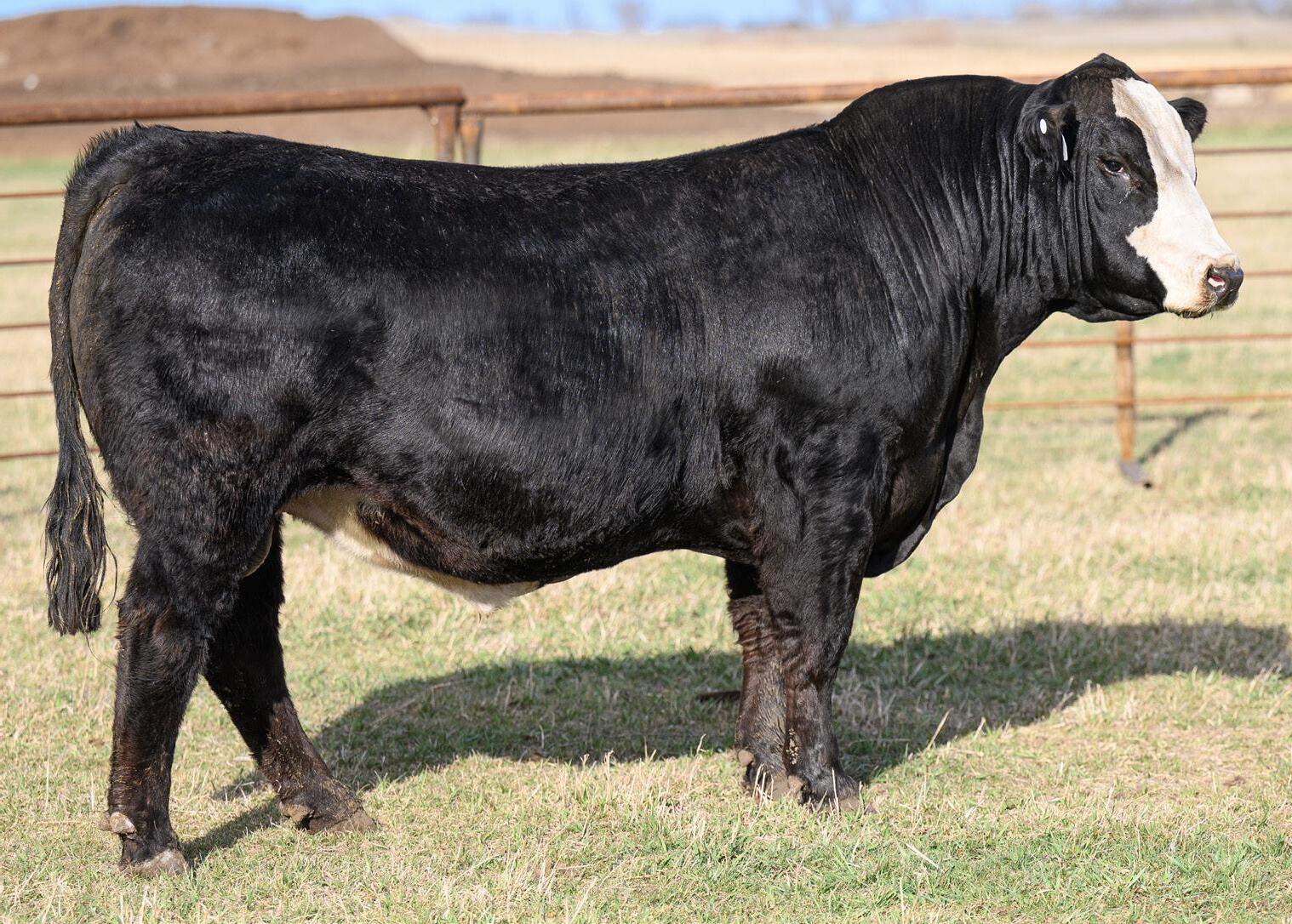 2024 Ruda Cattle Bull Sale by Jennie Jae Designs - Issuu