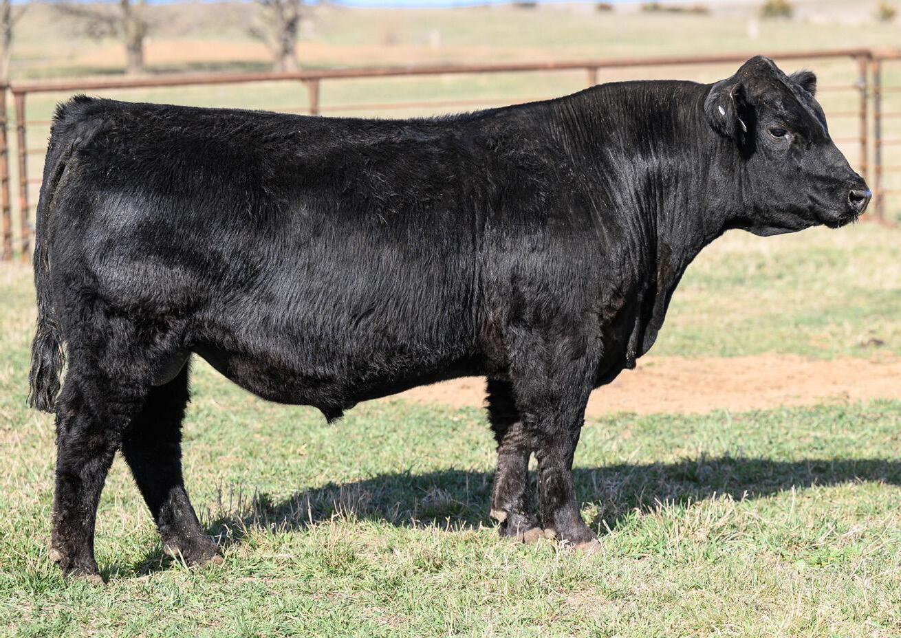 2024 Ruda Cattle Bull Sale by Jennie Jae Designs - Issuu
