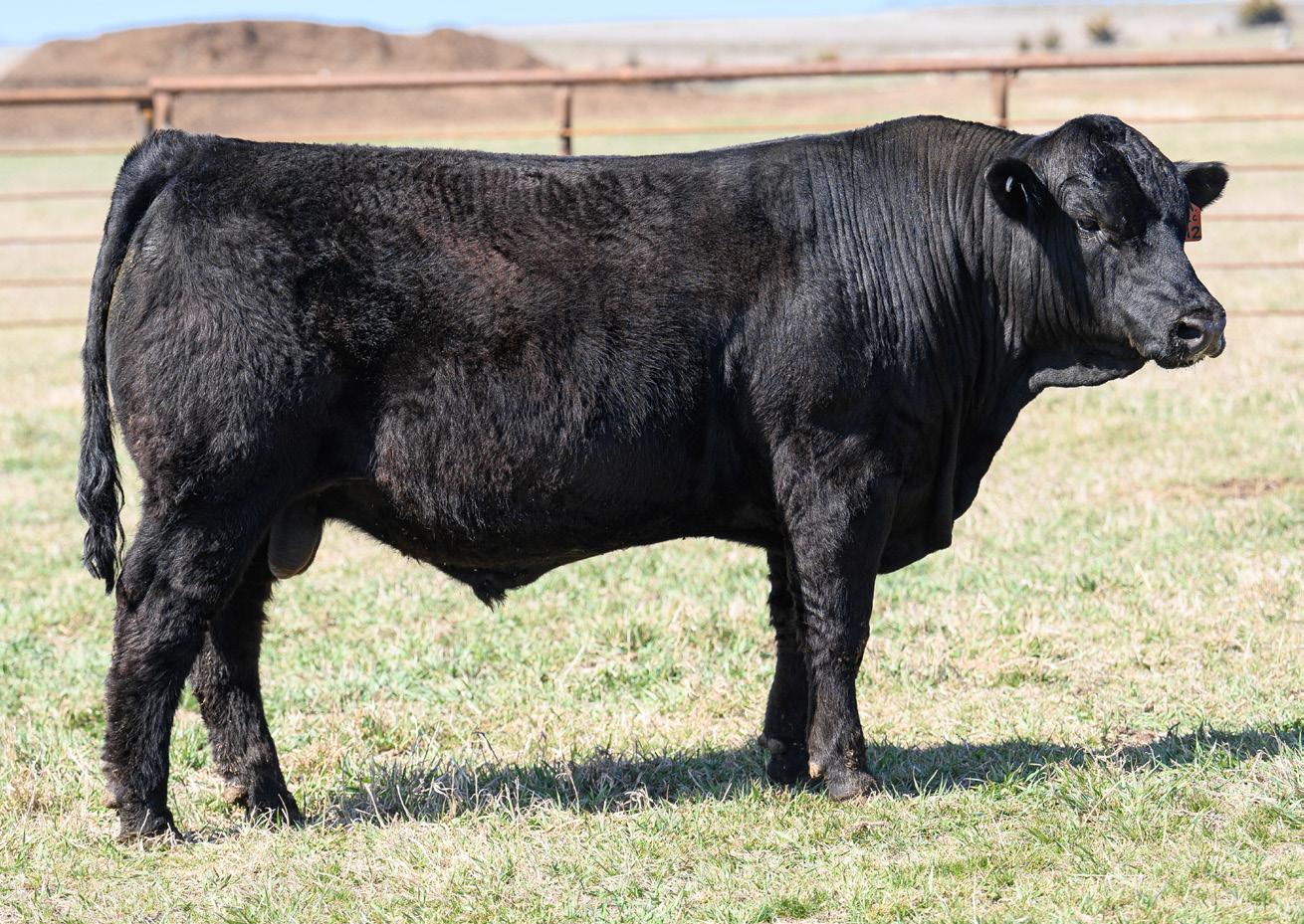 2024 Ruda Cattle Bull Sale by Jennie Jae Designs - Issuu