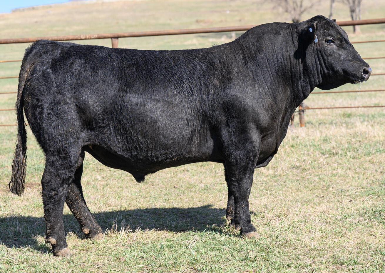 2024 Ruda Cattle Bull Sale by Jennie Jae Designs - Issuu