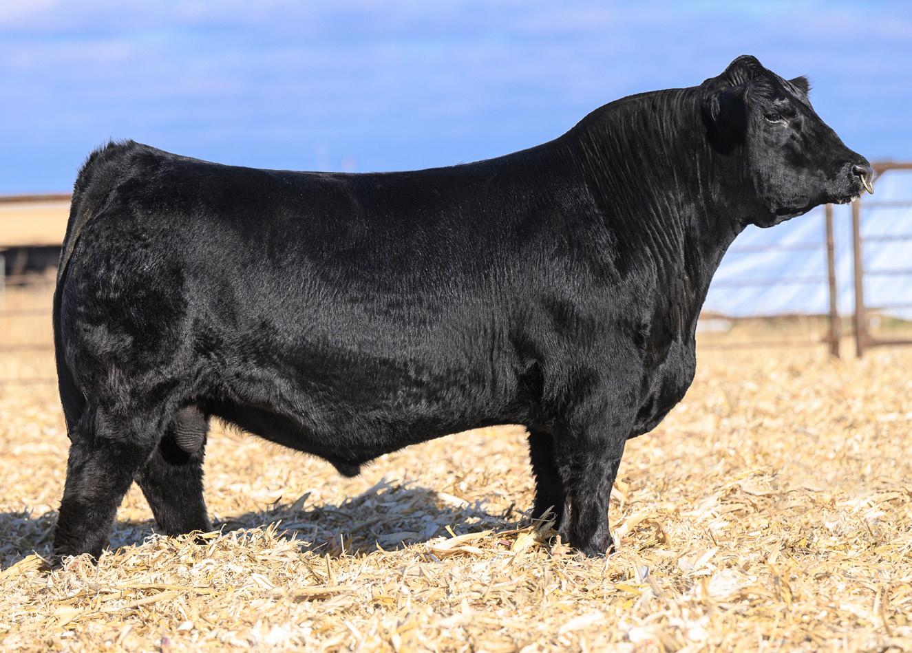 2024 Ruda Cattle Bull Sale by Jennie Jae Designs - Issuu