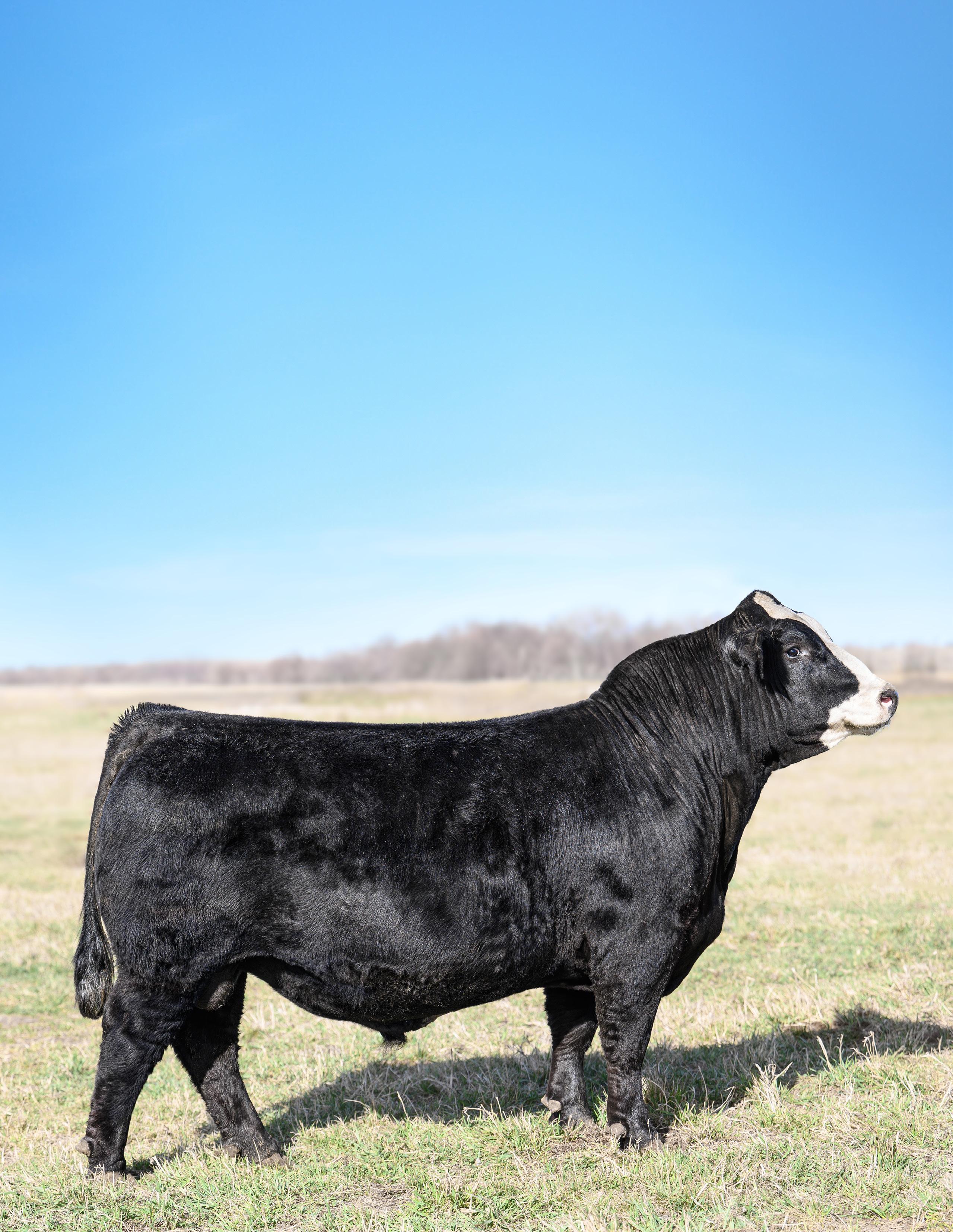 2024 Ruda Cattle Bull Sale by Jennie Jae Designs - Issuu