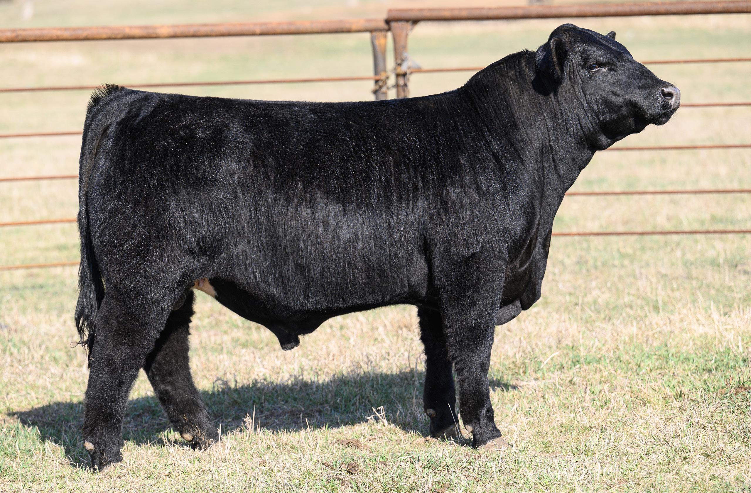 2024 Ruda Cattle Bull Sale by Jennie Jae Designs - Issuu