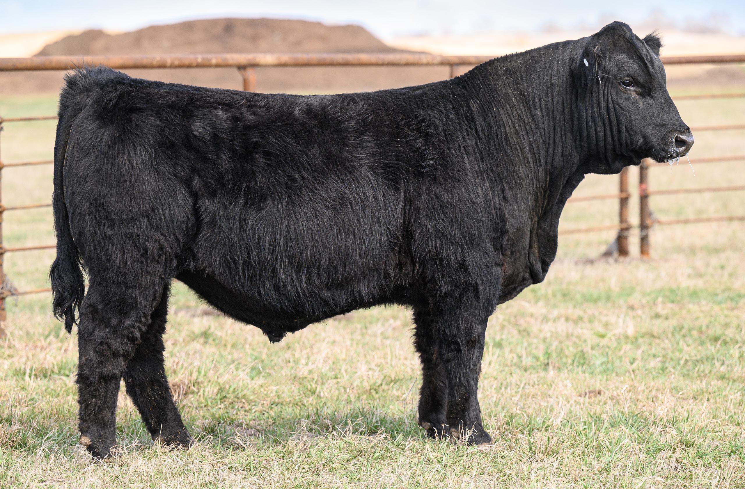 2024 Ruda Cattle Bull Sale by Jennie Jae Designs - Issuu