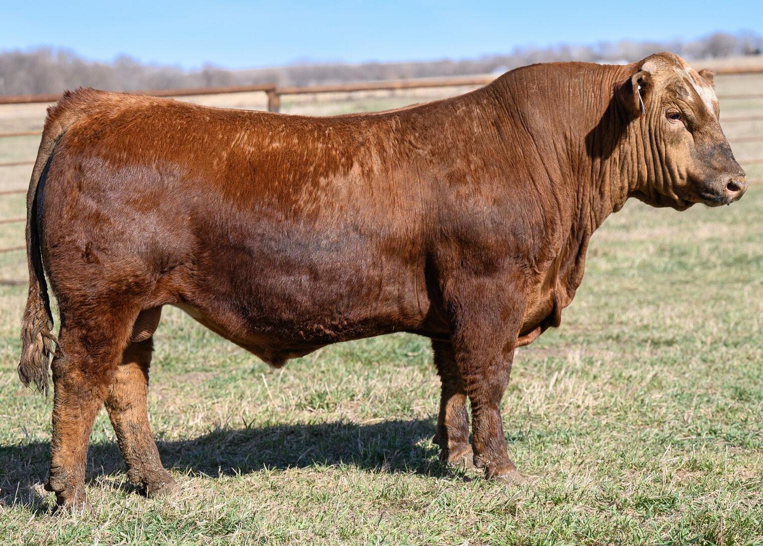 2024 Ruda Cattle Bull Sale by Jennie Jae Designs - Issuu