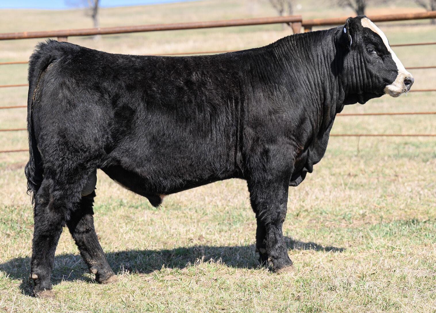 2024 Ruda Cattle Bull Sale by Jennie Jae Designs - Issuu