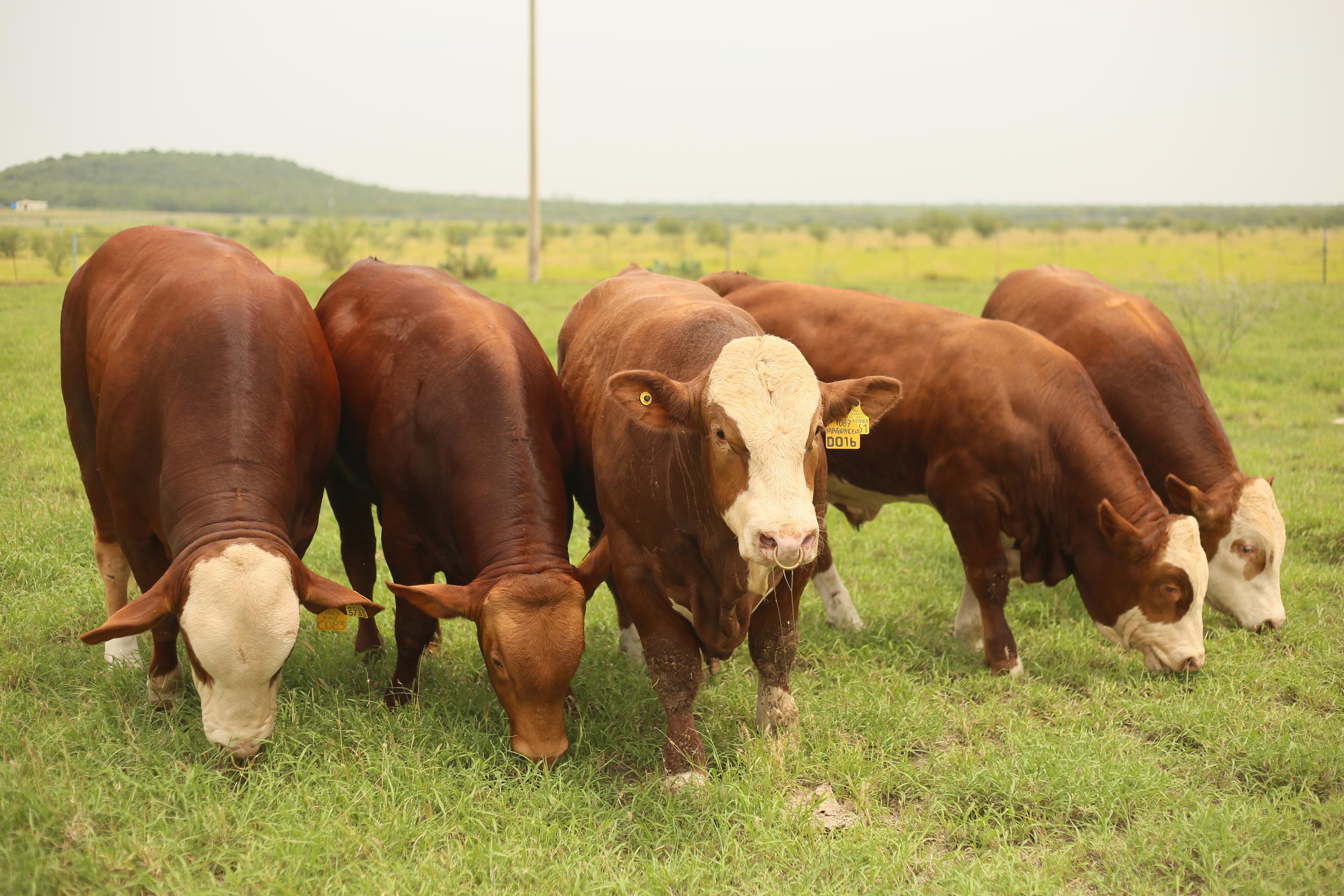 CATÁLOGO DE SEMEN SIMBRAH 2024 by cipauanl - Issuu