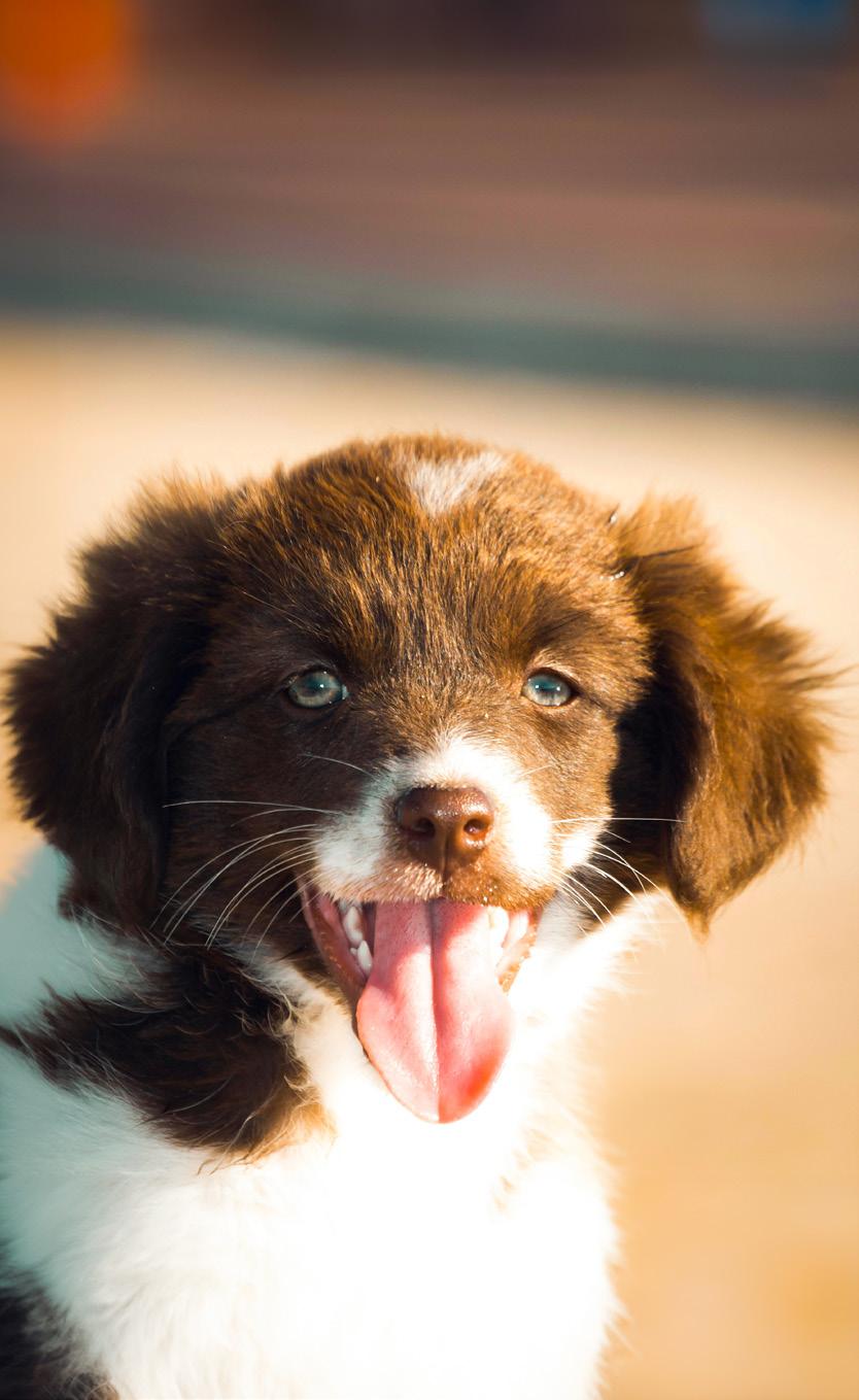 LIFELINE-ANNUSO Product Catalog - 2024 by LIFELINE-ANNUSO - Issuu