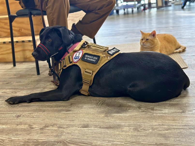 Operation Delta Dog 2023 Impact Report by Operation Delta Dog - Issuu