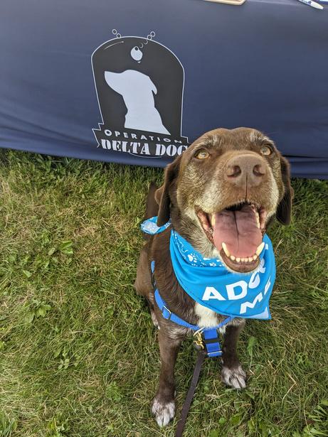 Operation Delta Dog 2023 Impact Report by Operation Delta Dog - Issuu