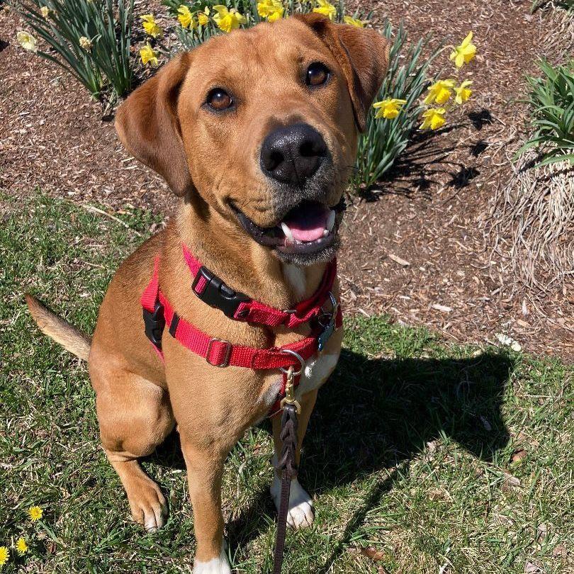 Operation Delta Dog 2023 Impact Report by Operation Delta Dog - Issuu