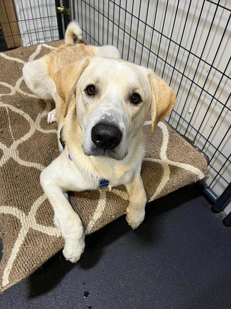 Operation Delta Dog 2023 Impact Report by Operation Delta Dog - Issuu