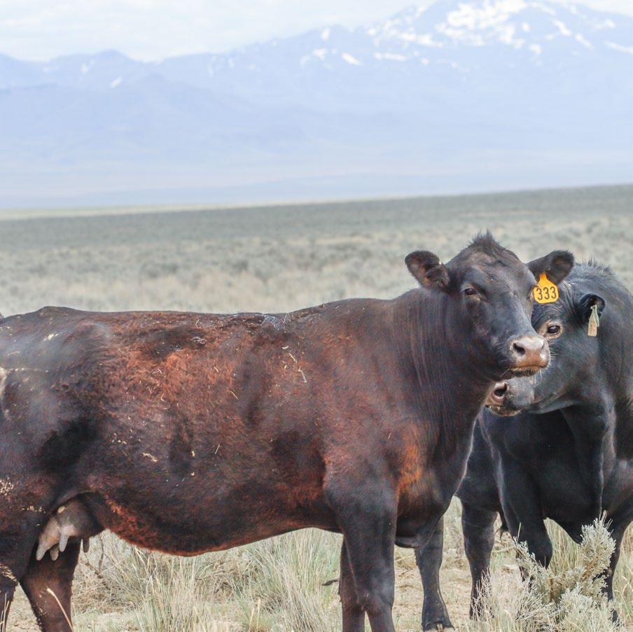 Lucky 7 Ranch | Fay Ranches by Fay Ranches - Issuu