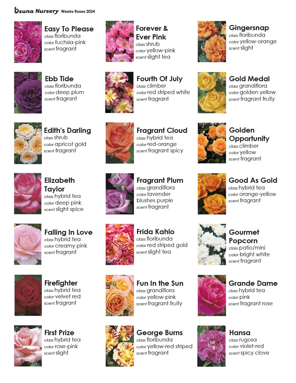 Osuna Nursery Weeks Rose List 2024 by osunanurserymarketing - Issuu