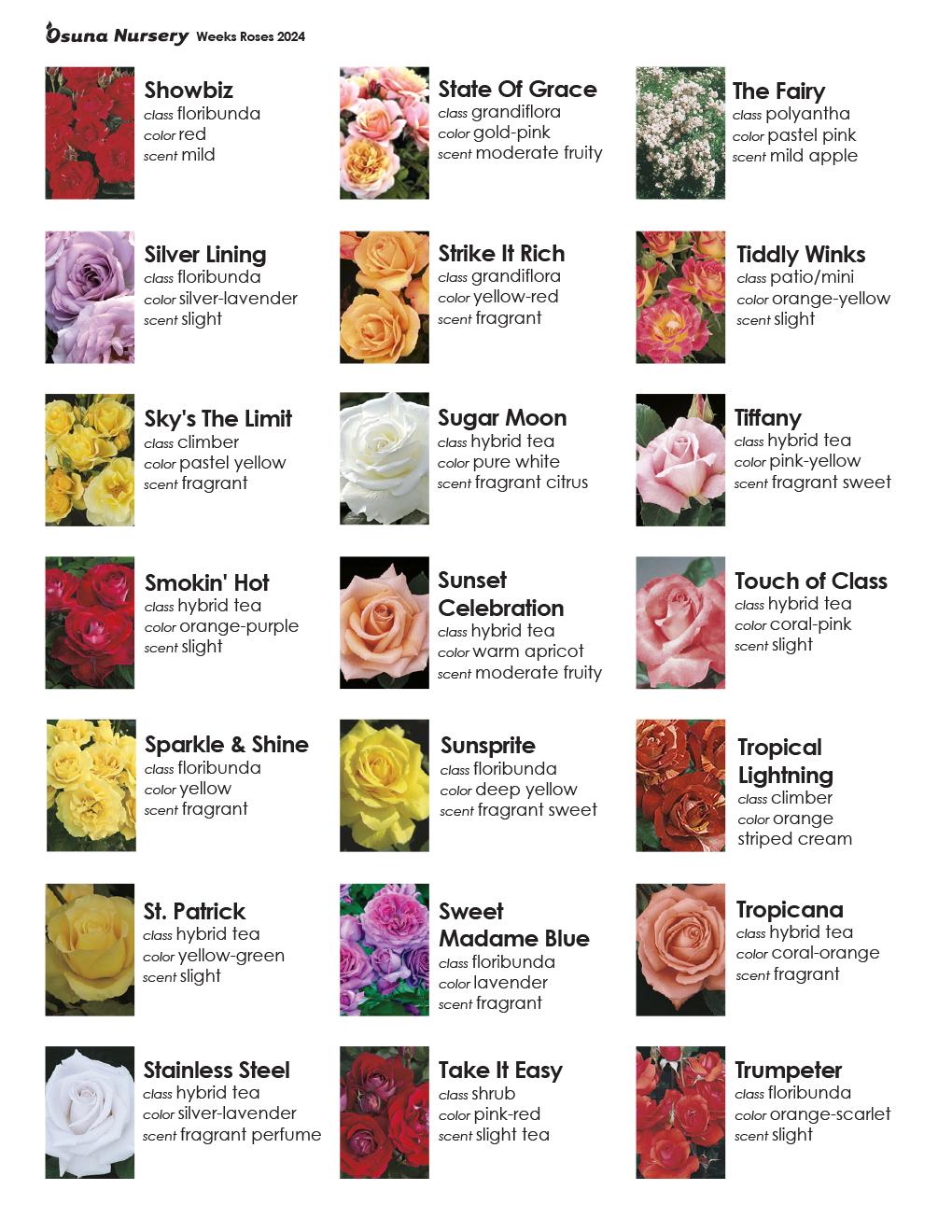 Osuna Nursery Weeks Rose List 2024 by osunanurserymarketing - Issuu
