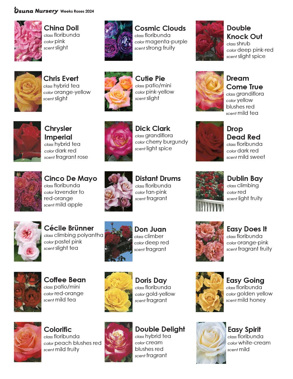 Osuna Nursery Weeks Rose List 2024 by osunanurserymarketing - Issuu