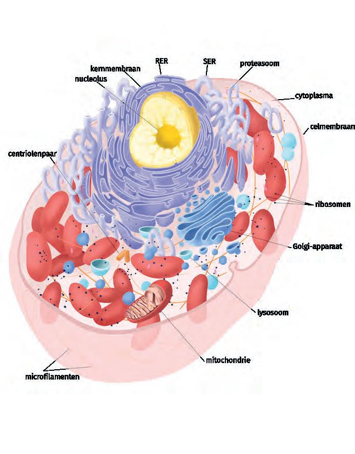 GENIE Biologie 5 Leerboek - Inkijkexemplaar by VAN IN - Issuu