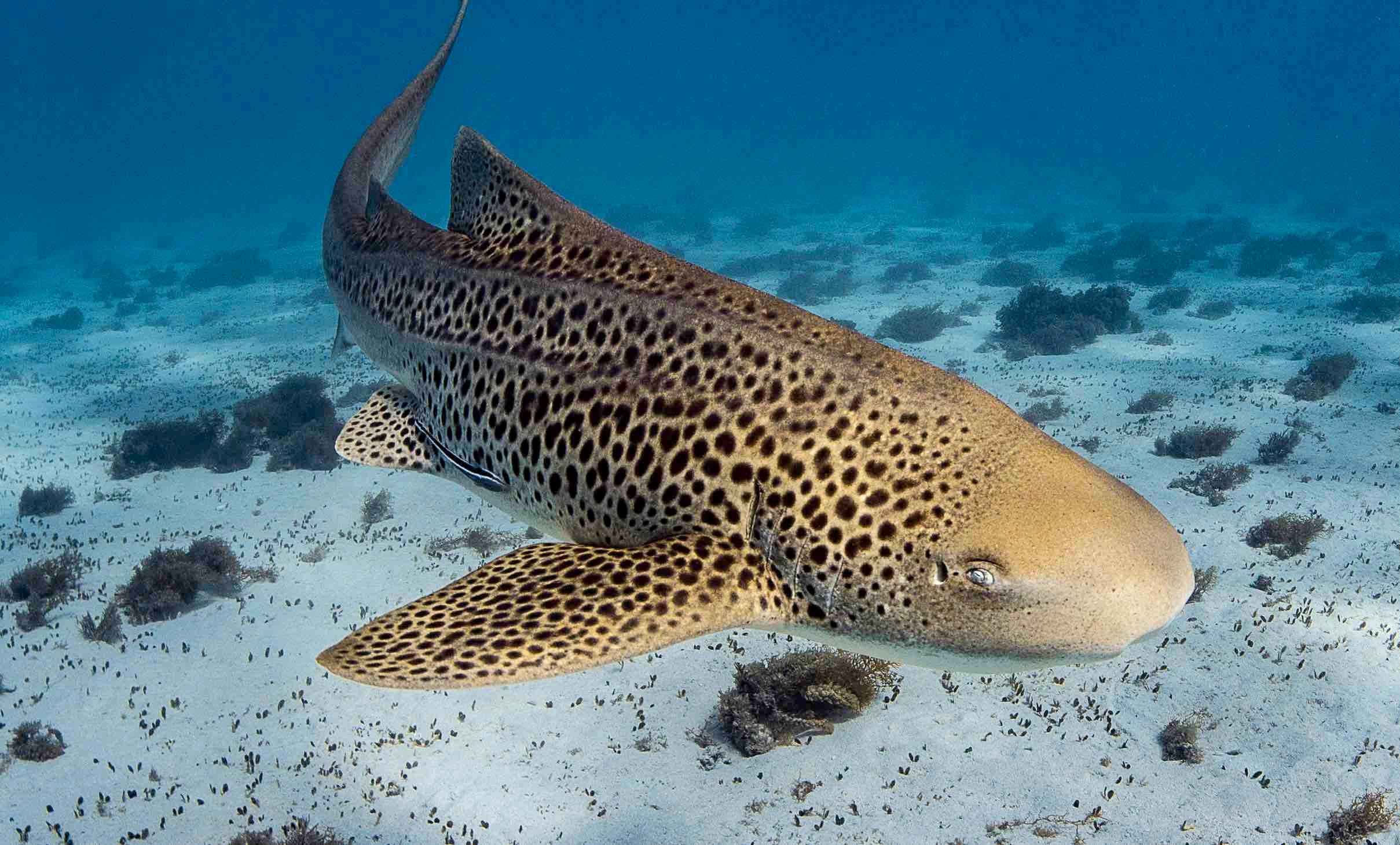 Shark News | Issue 09 | January 2024 by IUCN SSC Shark Specialist Group ...