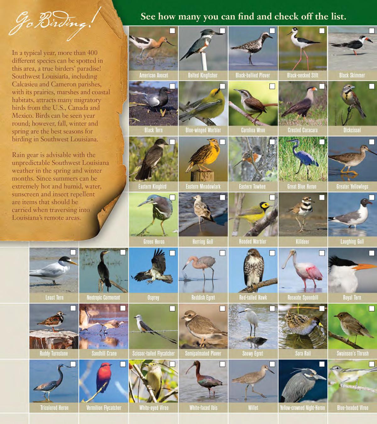Southwest Louisiana Birding Guide by Visit Lake Charles - Issuu
