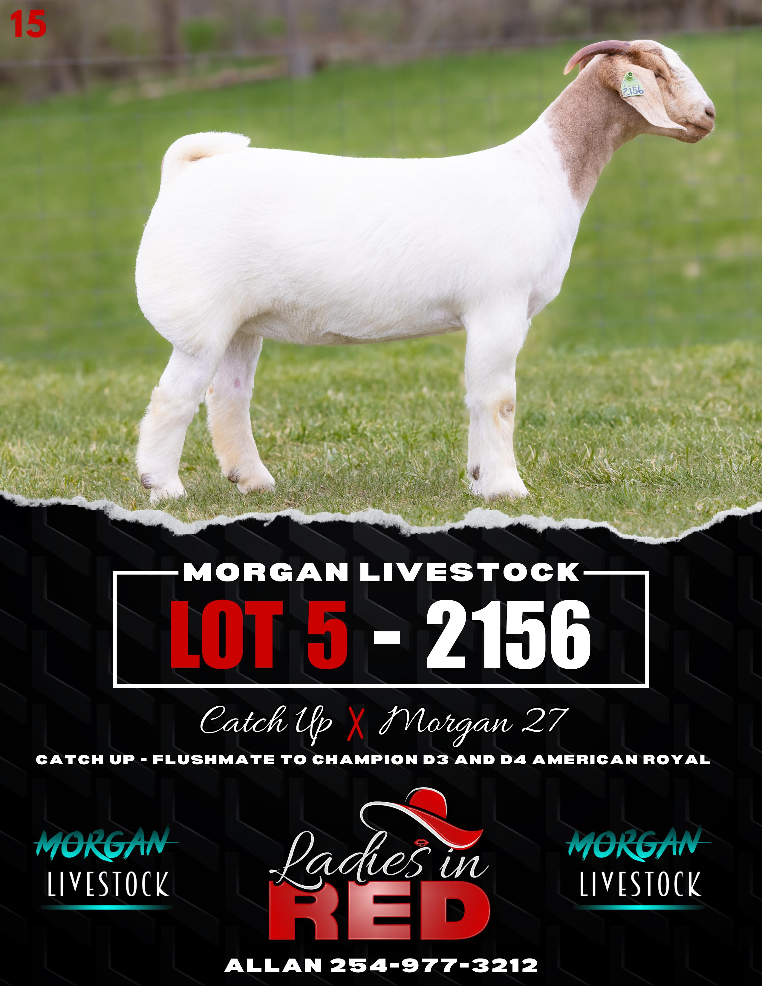 Ladies in Red - Bounds Show Goats by p_pence88 - Issuu