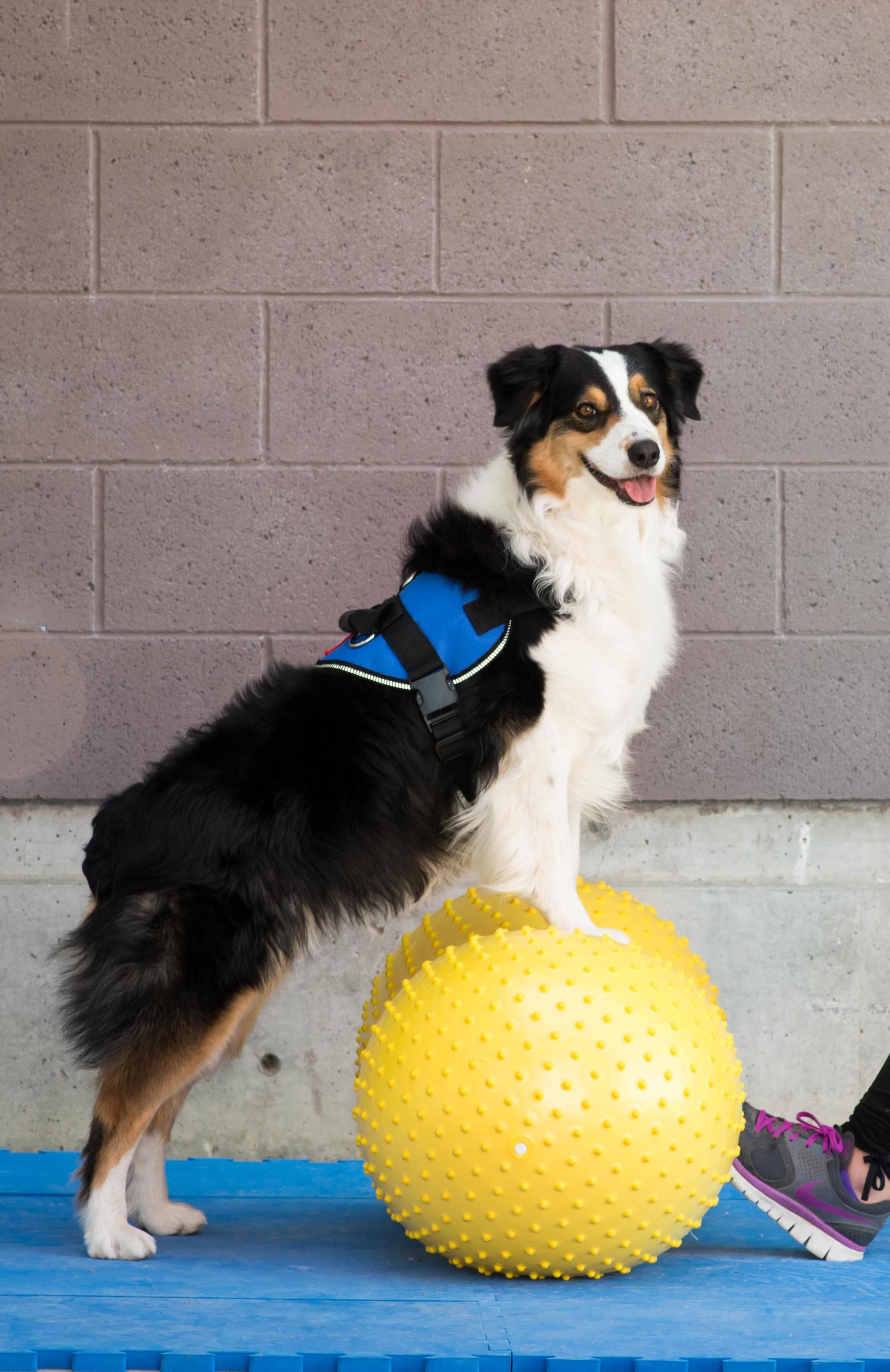 FitPaws Product Catalog by pawprosper - Issuu