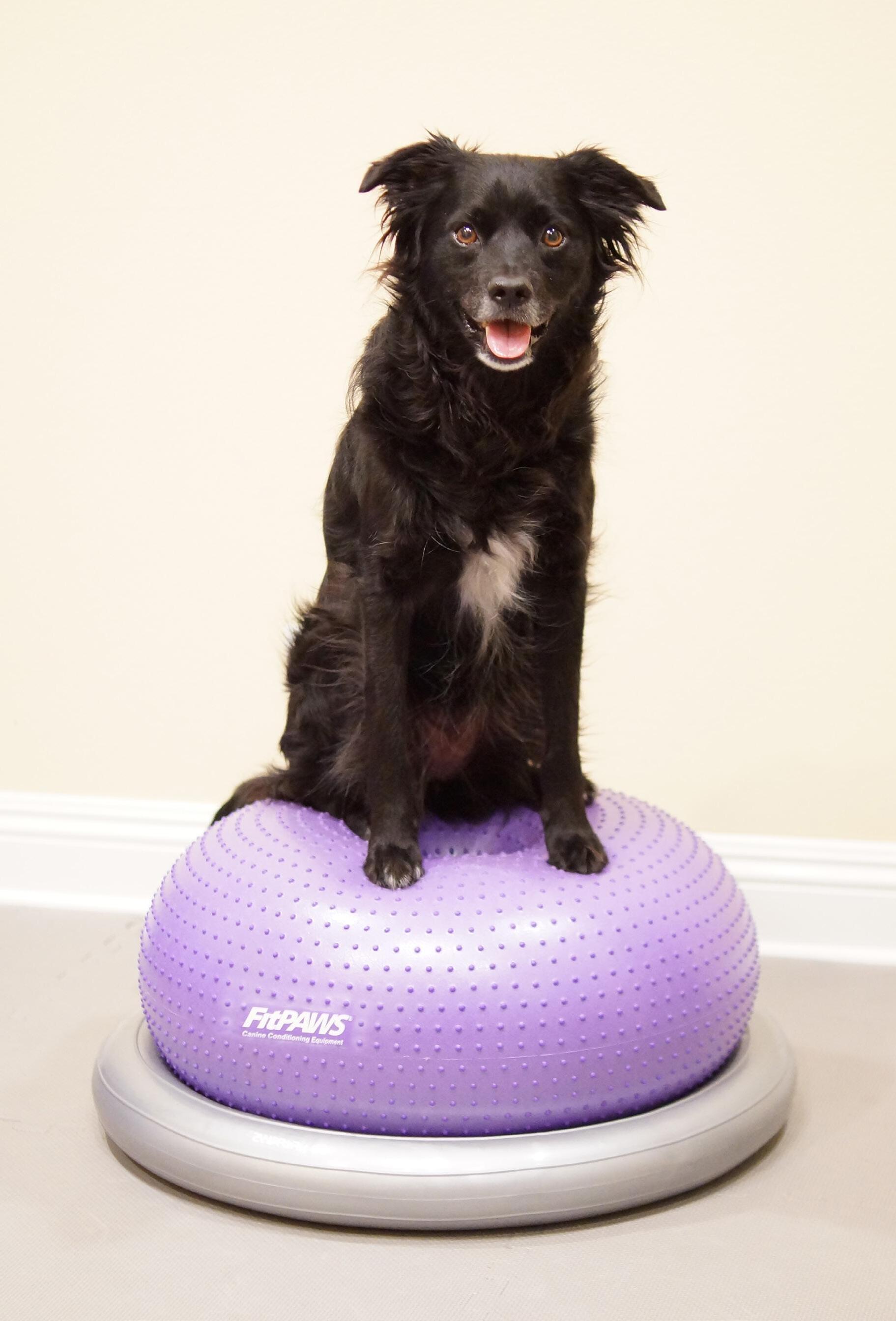 FitPaws Product Catalog by pawprosper - Issuu