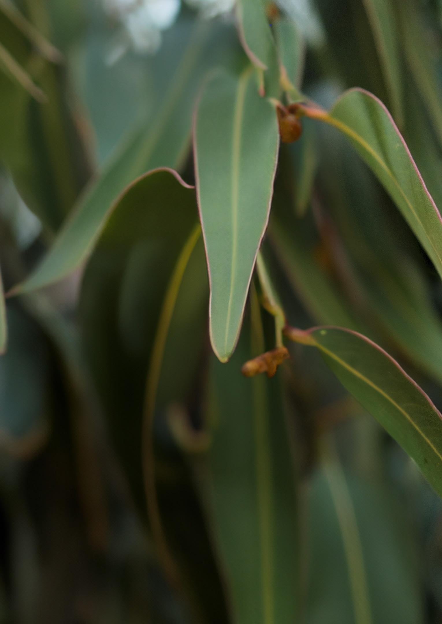 Brookhaven Masterplan by Frasers Property Australia - Issuu