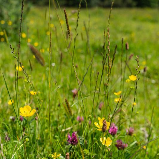 Morrissey Park Landscape Design by David Mulhern - Issuu