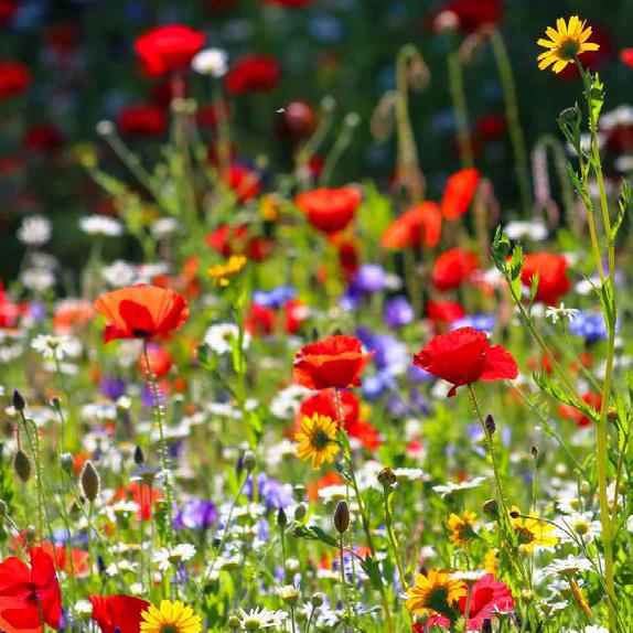 Morrissey Park Landscape Design by David Mulhern - Issuu