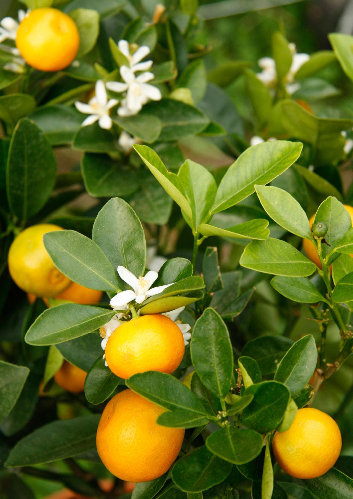 Programy Zdrowia Komórkowego Dr Ratha – informacja o produktach by Dr ...