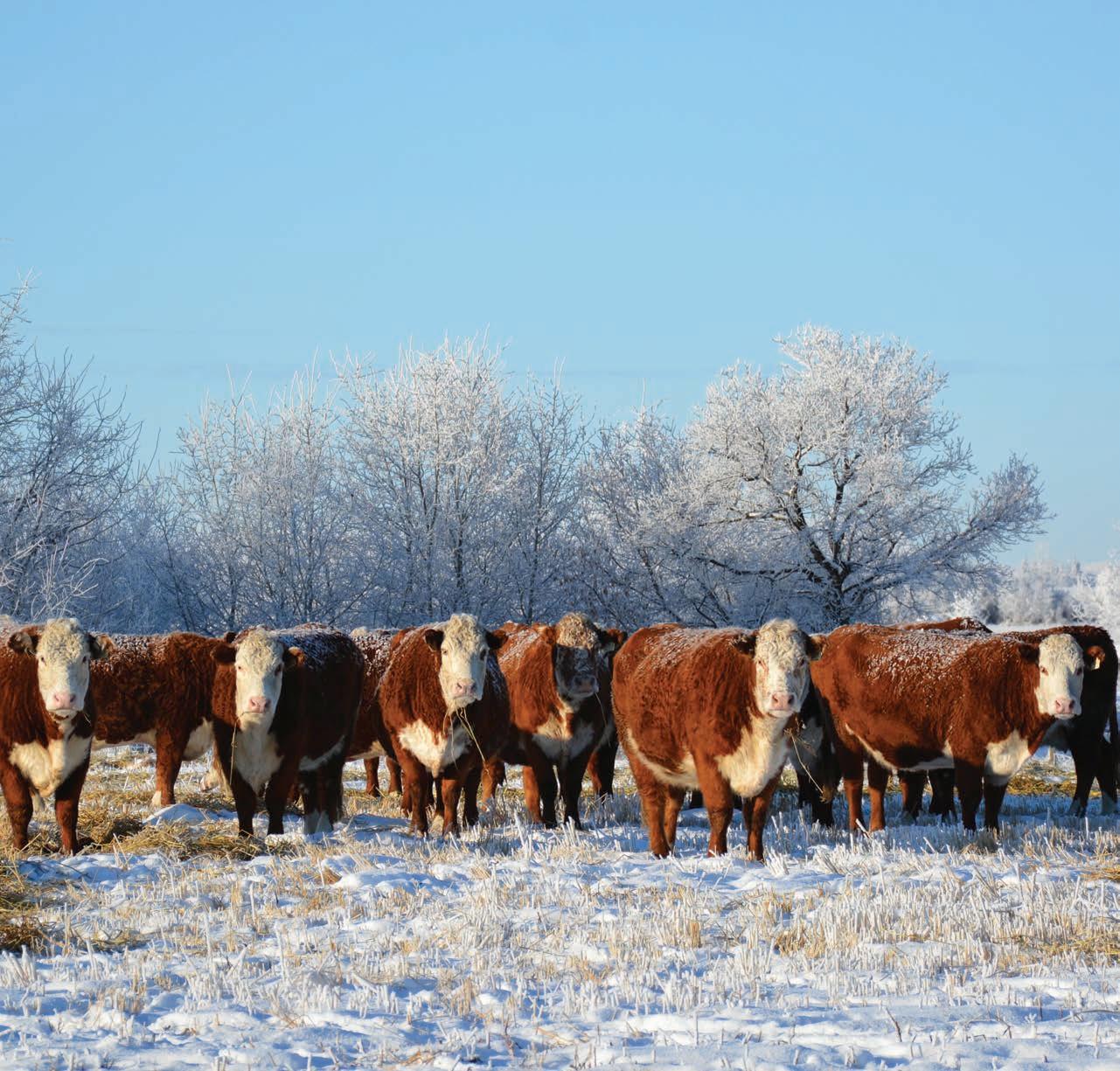 Keith Gilmore Foundation Fundraising Online Auction - DLMS Farm Gate ...