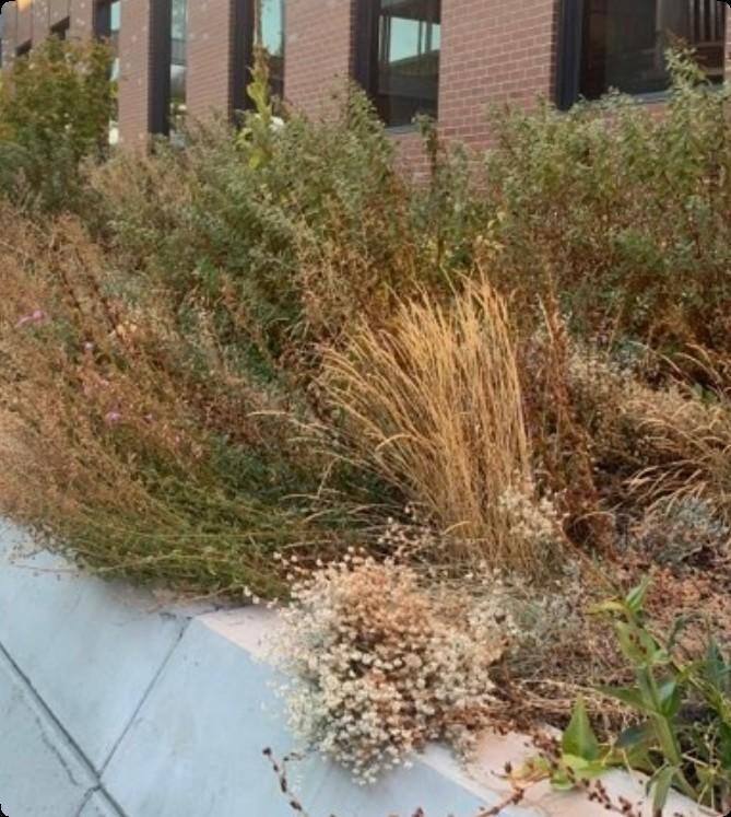 Native Plants, Keystone Species, and More - Kathy Hutton by Water Wise ...