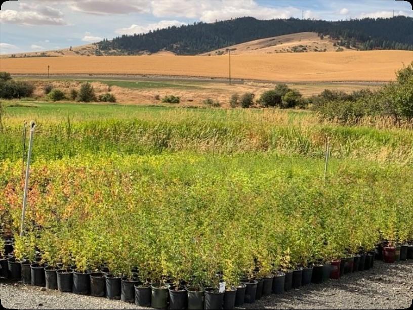 Native Plants, Keystone Species, and More - Kathy Hutton by Water Wise ...