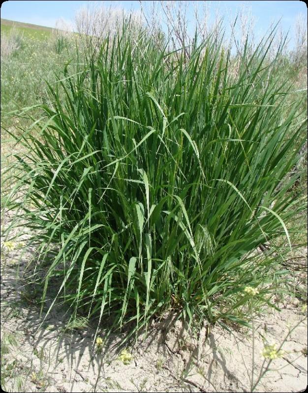 Native Plants, Keystone Species, and More - Kathy Hutton by Water Wise ...