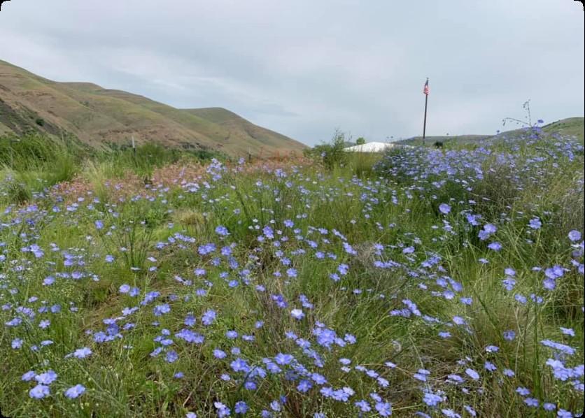 Native Plants, Keystone Species, and More - Kathy Hutton by Water Wise ...