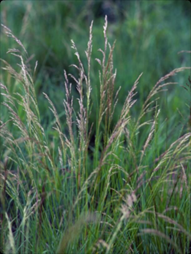 Native Plants, Keystone Species, and More - Kathy Hutton by Water Wise ...