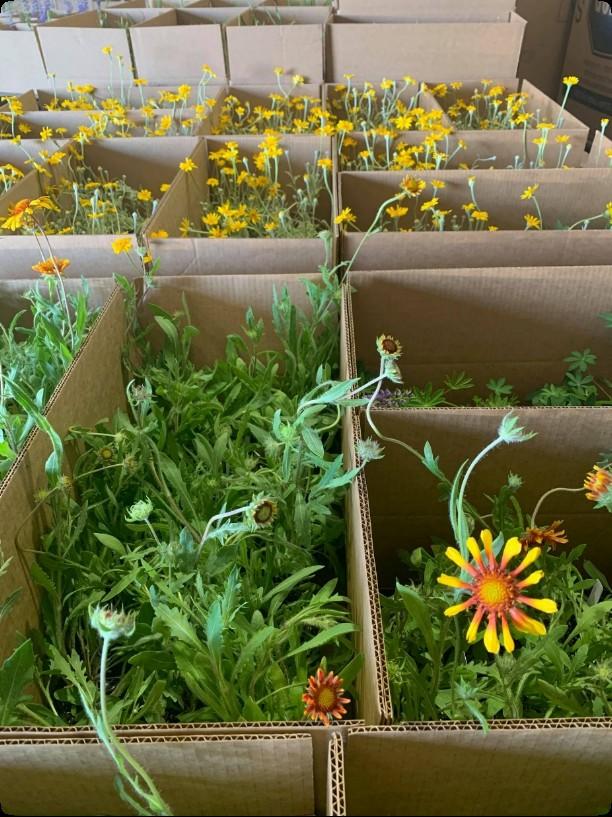 Native Plants, Keystone Species, and More - Kathy Hutton by Water Wise ...