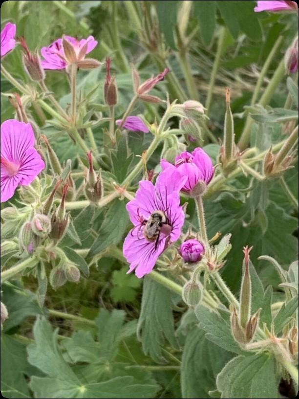 Native Plants, Keystone Species, and More - Kathy Hutton by Water Wise ...