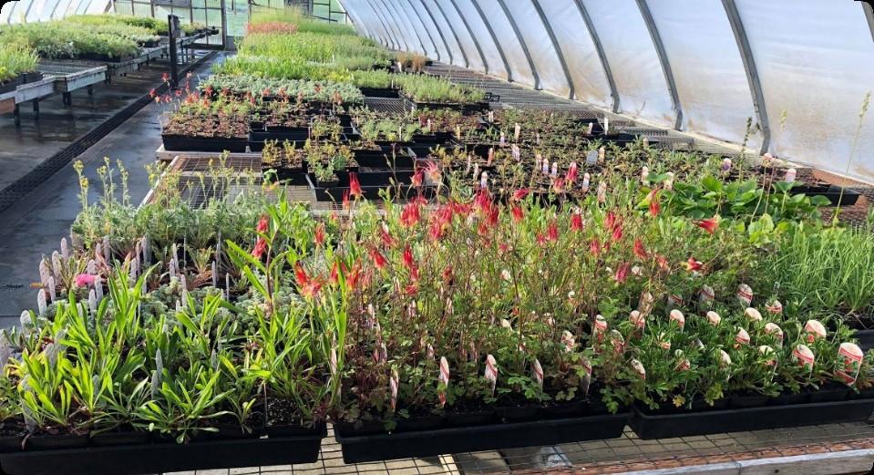 Native Plants, Keystone Species, and More - Kathy Hutton by Water Wise ...