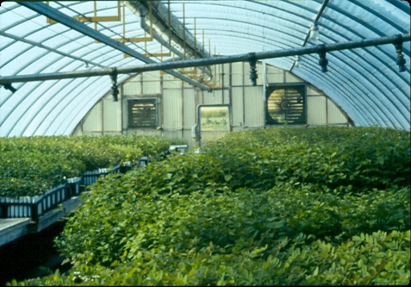 Native Plants, Keystone Species, and More - Kathy Hutton by Water Wise ...