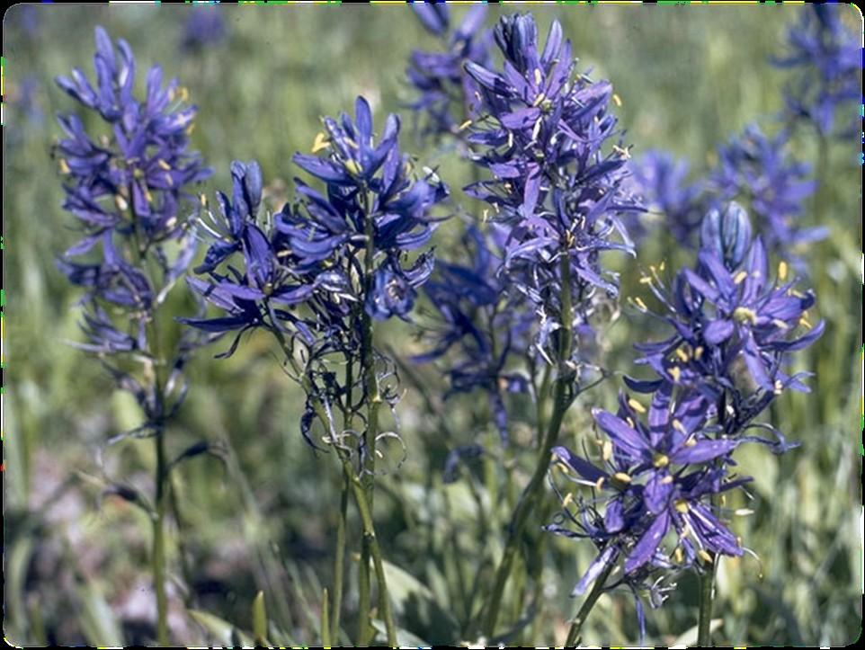 Native Plants, Keystone Species, and More - Kathy Hutton by Water Wise ...