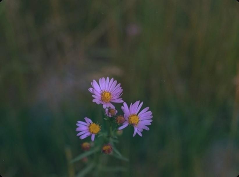 Native Plants, Keystone Species, and More - Kathy Hutton by Water Wise ...